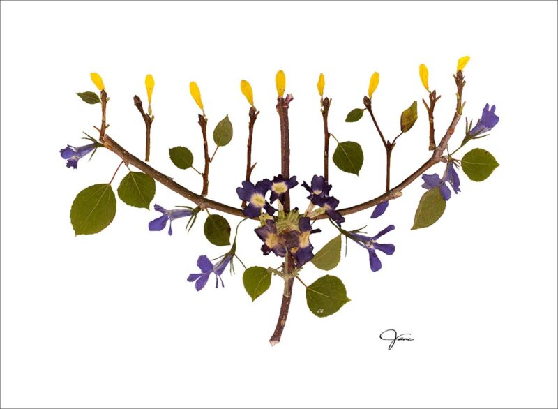 Israel Archives - Lilies of the Field, Inc.